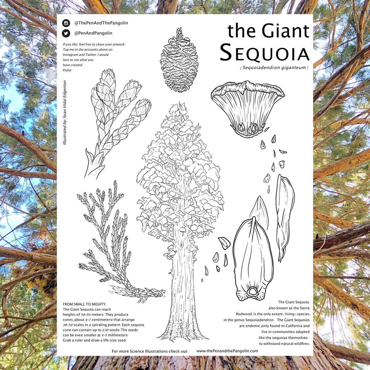 Giant Sequoia Coloring Page Now Available! — Sean Vidal Edgerton ...