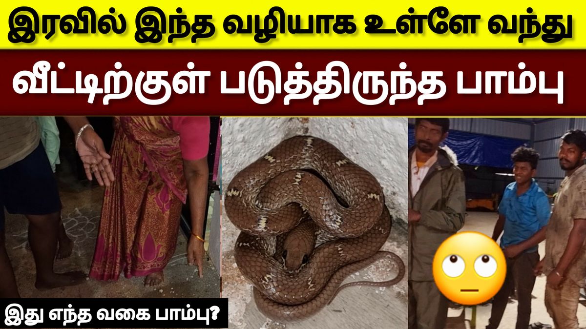 Common wolf snake rescue video 🙄 — Snake saga - Buymeacoffee