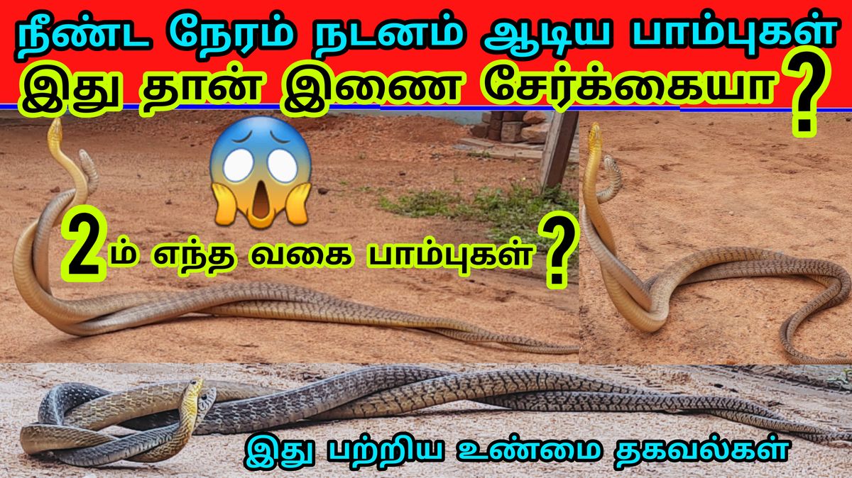Snake mating ??? — Snake saga - Buymeacoffee