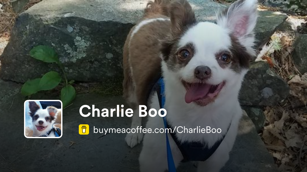 Charlie Boo is spreading wuv and helping Mama! 🐶 - Buymeacoffee