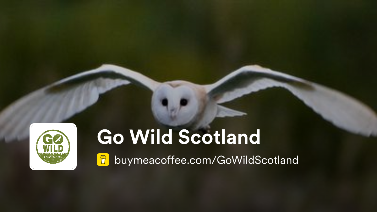 Go Wild Scotland is Bringing people together in the great outdoors ...