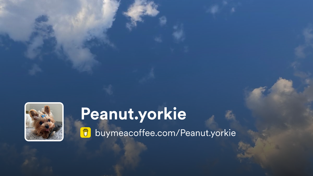 Peanut.yorkie is Creating funny and cute videos to make you smile one ...