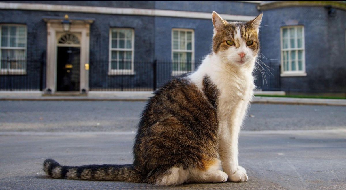 泰晤士報洩密：首席捉鼠大臣離世的Larry Bridge計劃 — Goodbye HK Hello Billy - Buymeacoffee