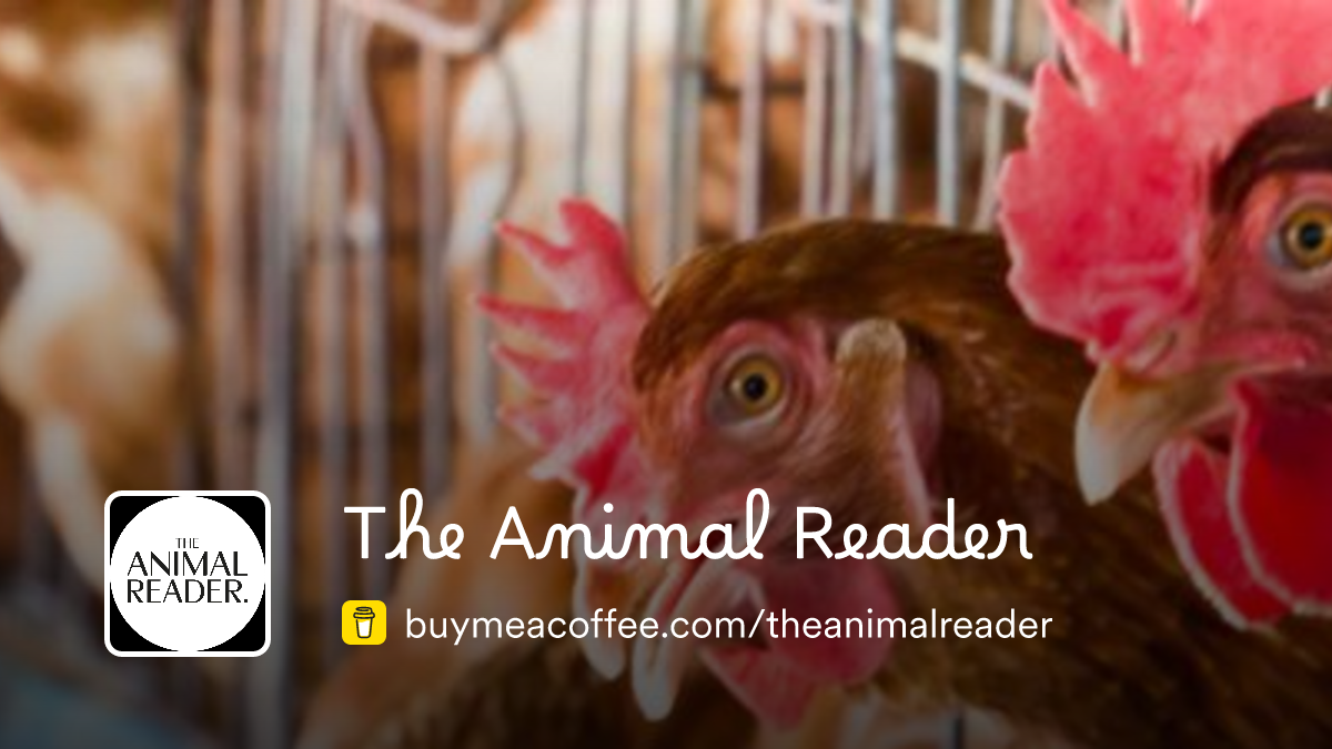 The Animal Reader is an animal news platform - Buymeacoffee