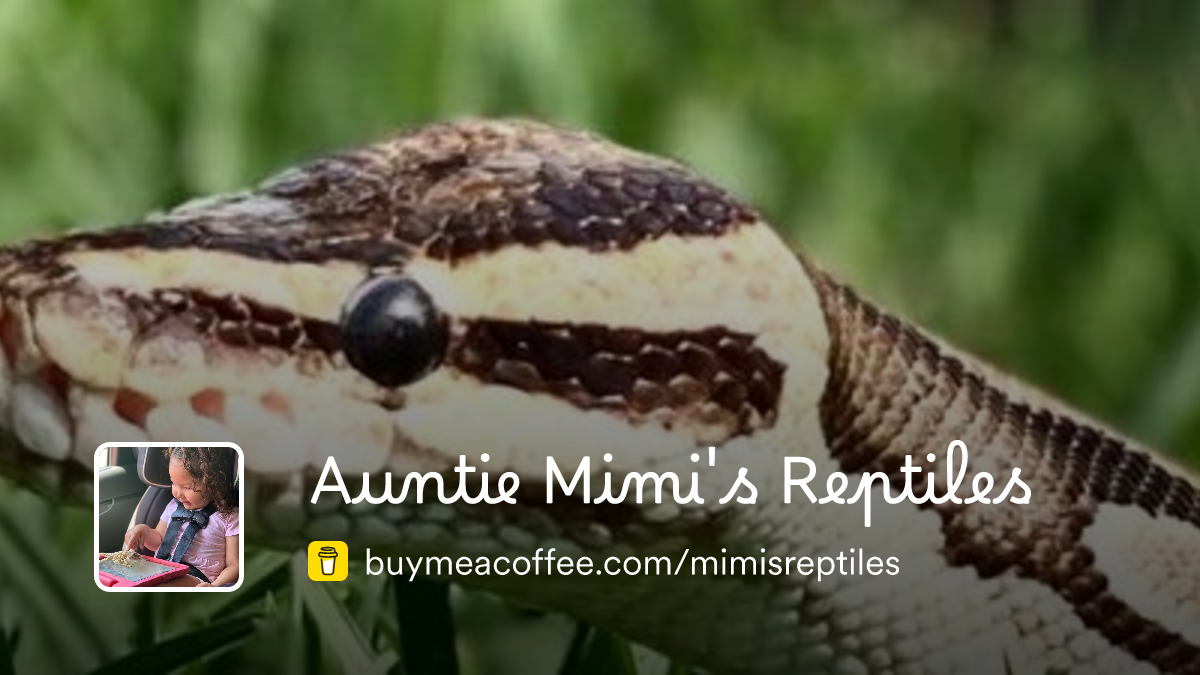 Auntie Mimi's Reptiles is an animal/reptile advocate. Teaching kids to ...