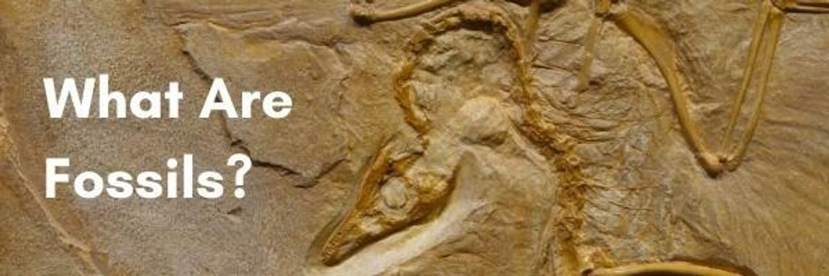 What Are Fossils? — Faith + Science | Vanessa - Buymeacoffee