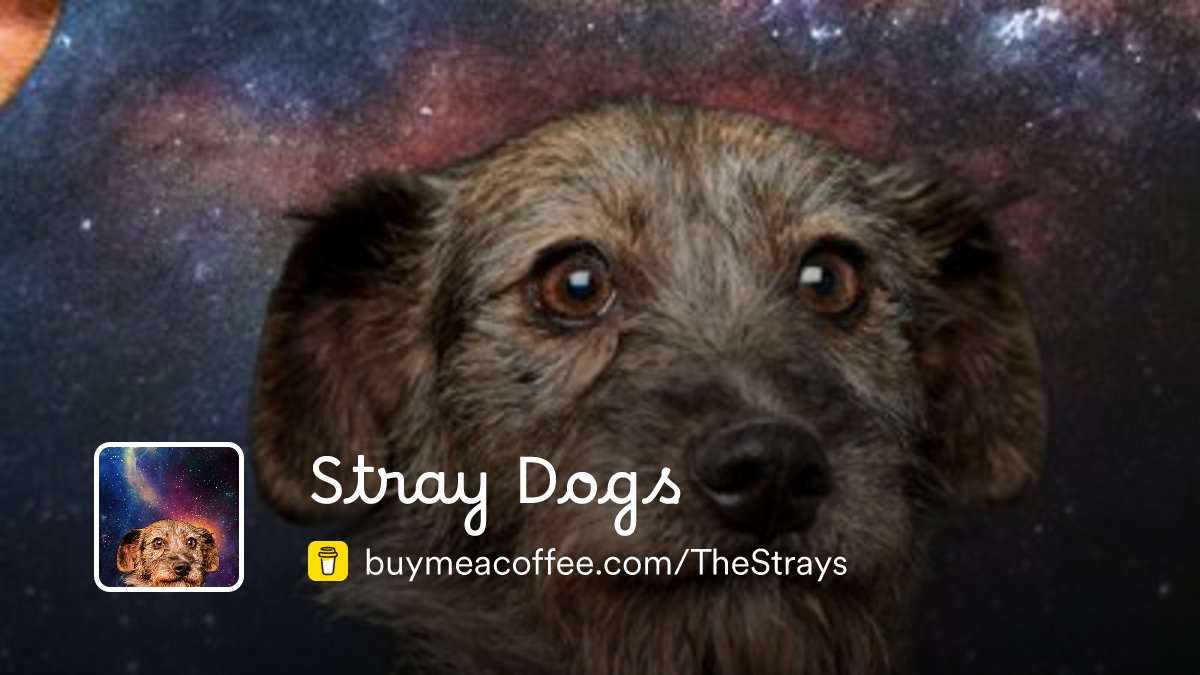 Stray Dogs is Dogs Portraits - Buymeacoffee