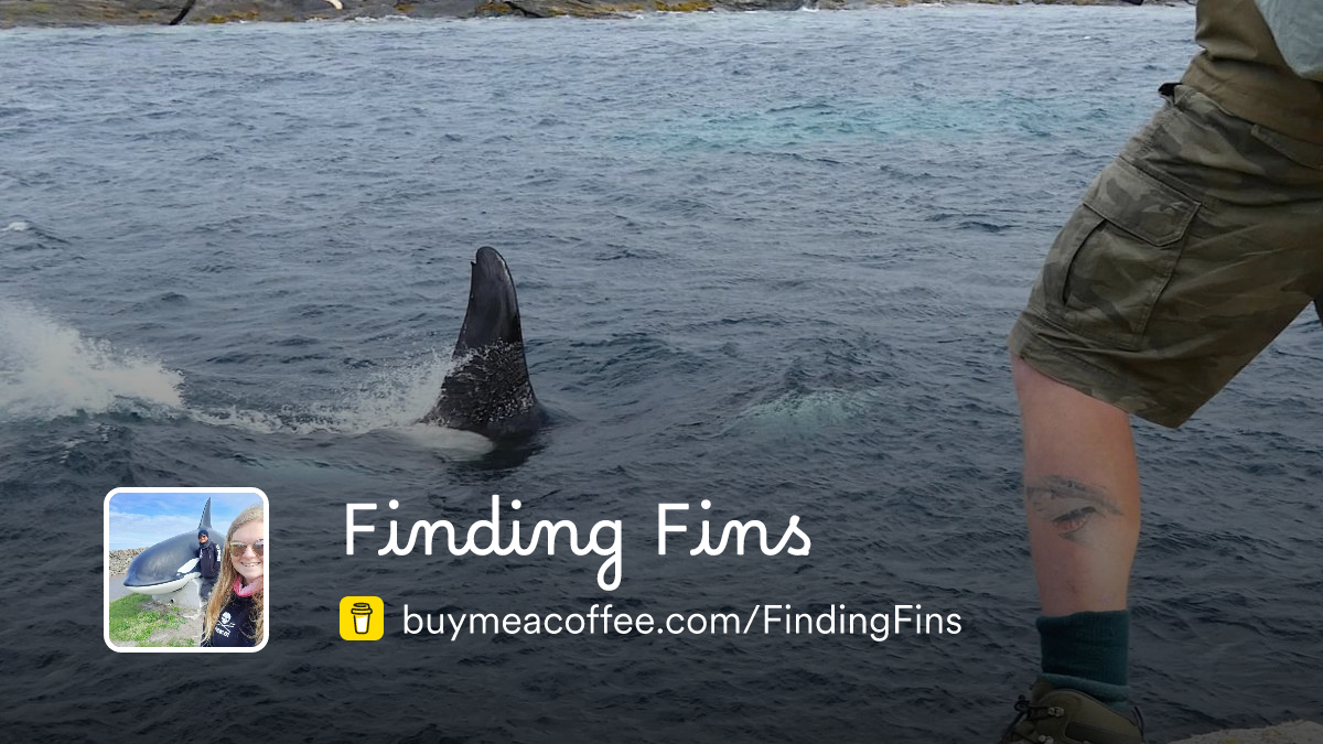 Finding Fins is creating YouTube and Instagram content! - Buymeacoffee