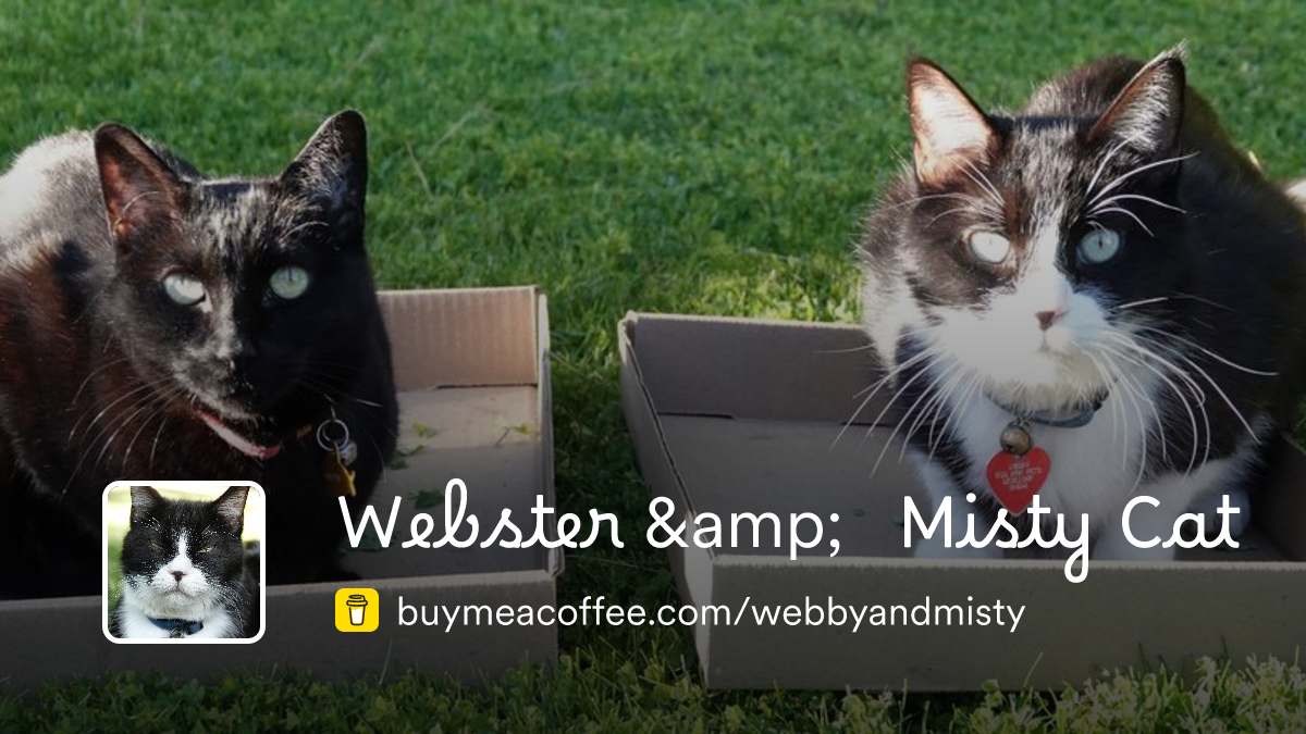 Webster & Misty Cat is Cat pictures and videos - Buymeacoffee