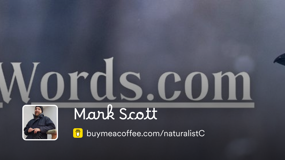 Gallery | Mark Scott - Buymeacoffee