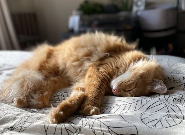 Posts | Abby TopKnot - Buymeacoffee