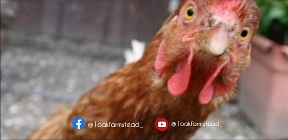 Animals: Understanding Chicken Behavior (How To Read Chicken Body ...