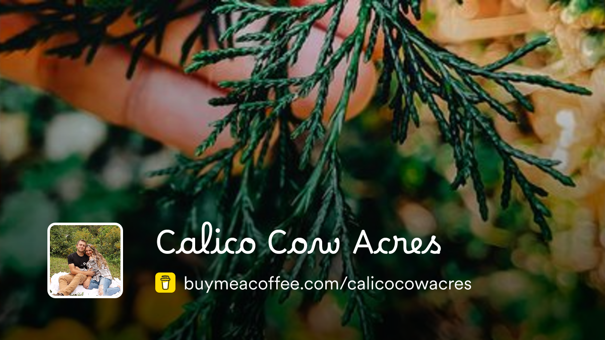 Calico Cow Acres is creating our dream homestead one little step at a ...