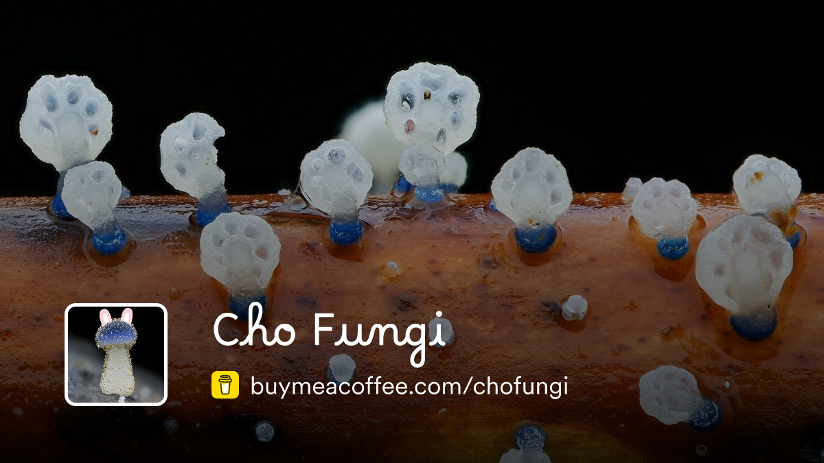 Cho Fungi is Fungi photographer - Buymeacoffee