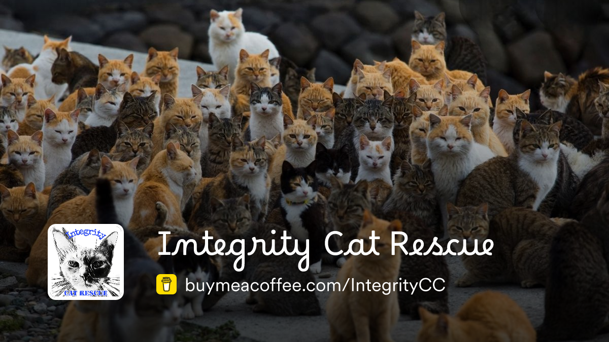 Integrity Cat Rescue is a charity cat rescue that solely relies on ...