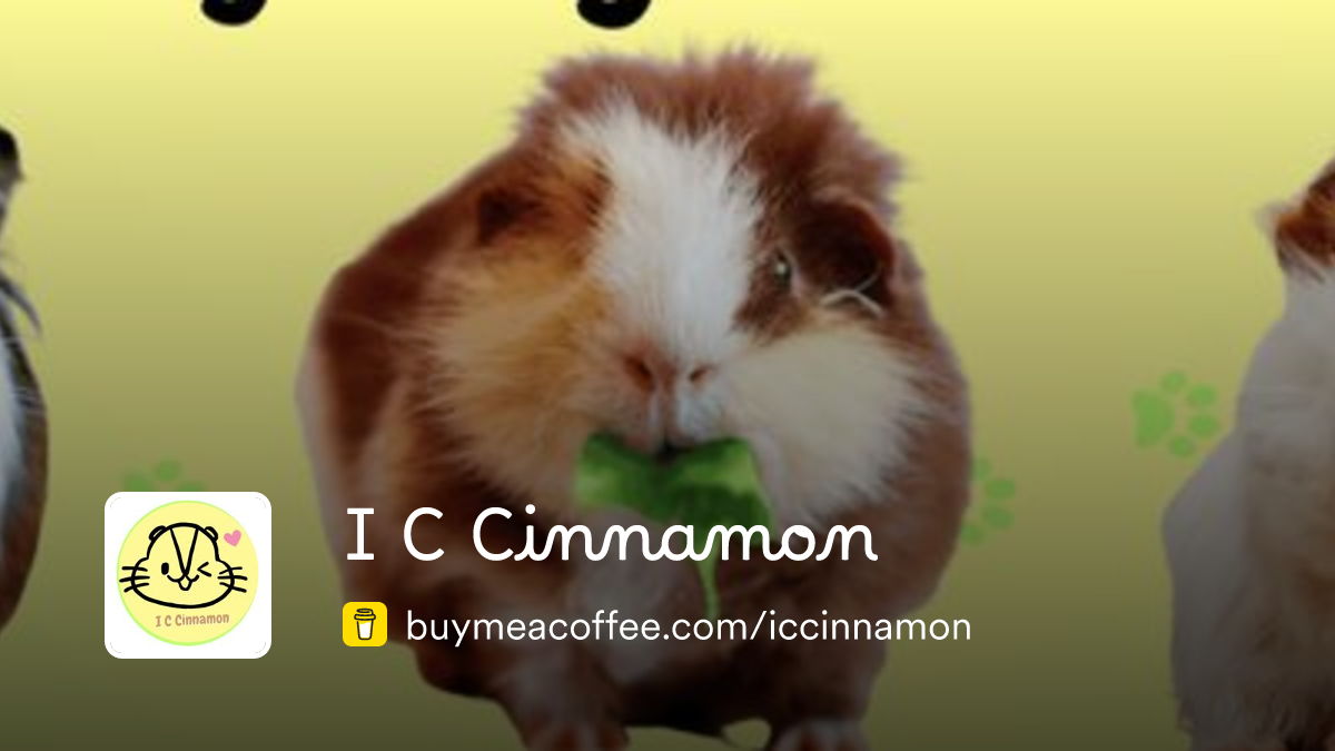 I C Cinnamon is in love of guinea pigs - Buymeacoffee