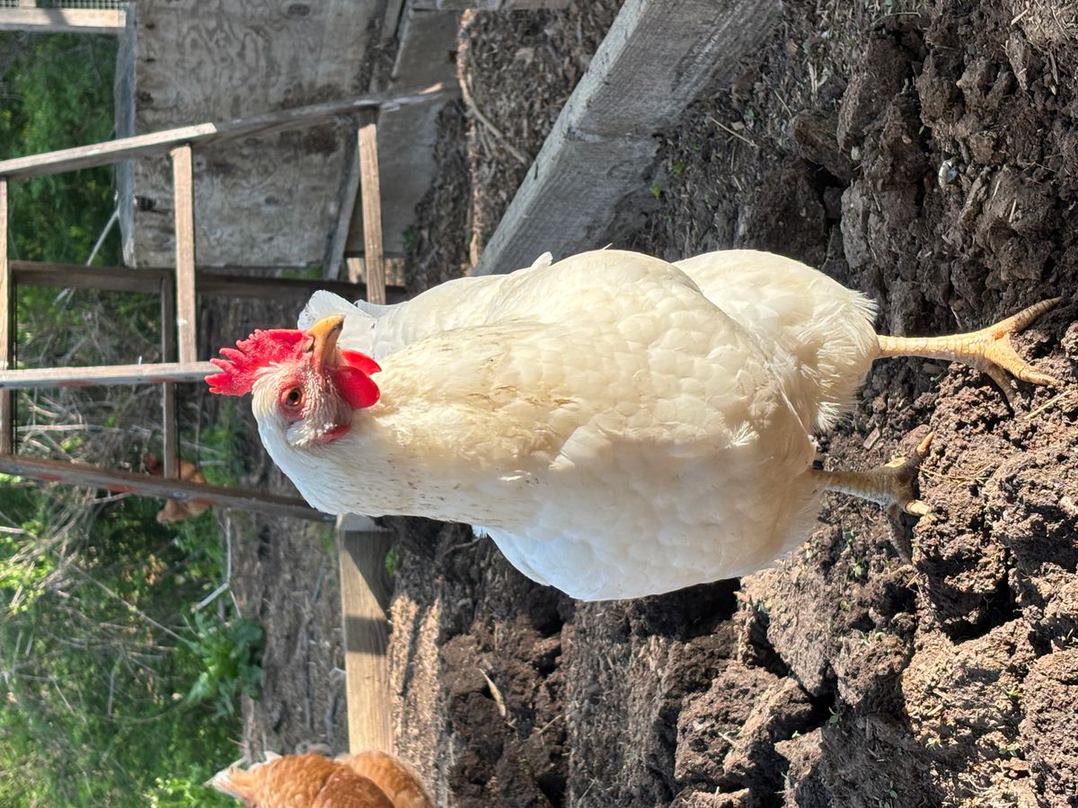 The Scoop from the Coop. Coffee helps. — Harmony Farm & Escape ...