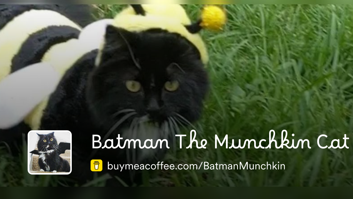 Batman The Munchkin Cat is Fluffy Munchkin Cuteness - Buymeacoffee