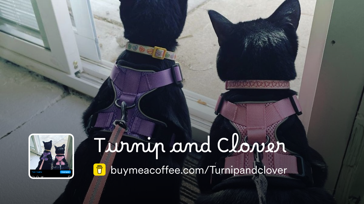 Turnip and Clover is Duo living their best life full of adventure ...