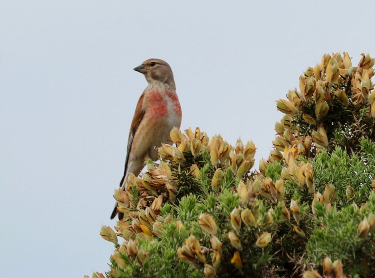 The Linnet. — Heather Laurence - Buymeacoffee