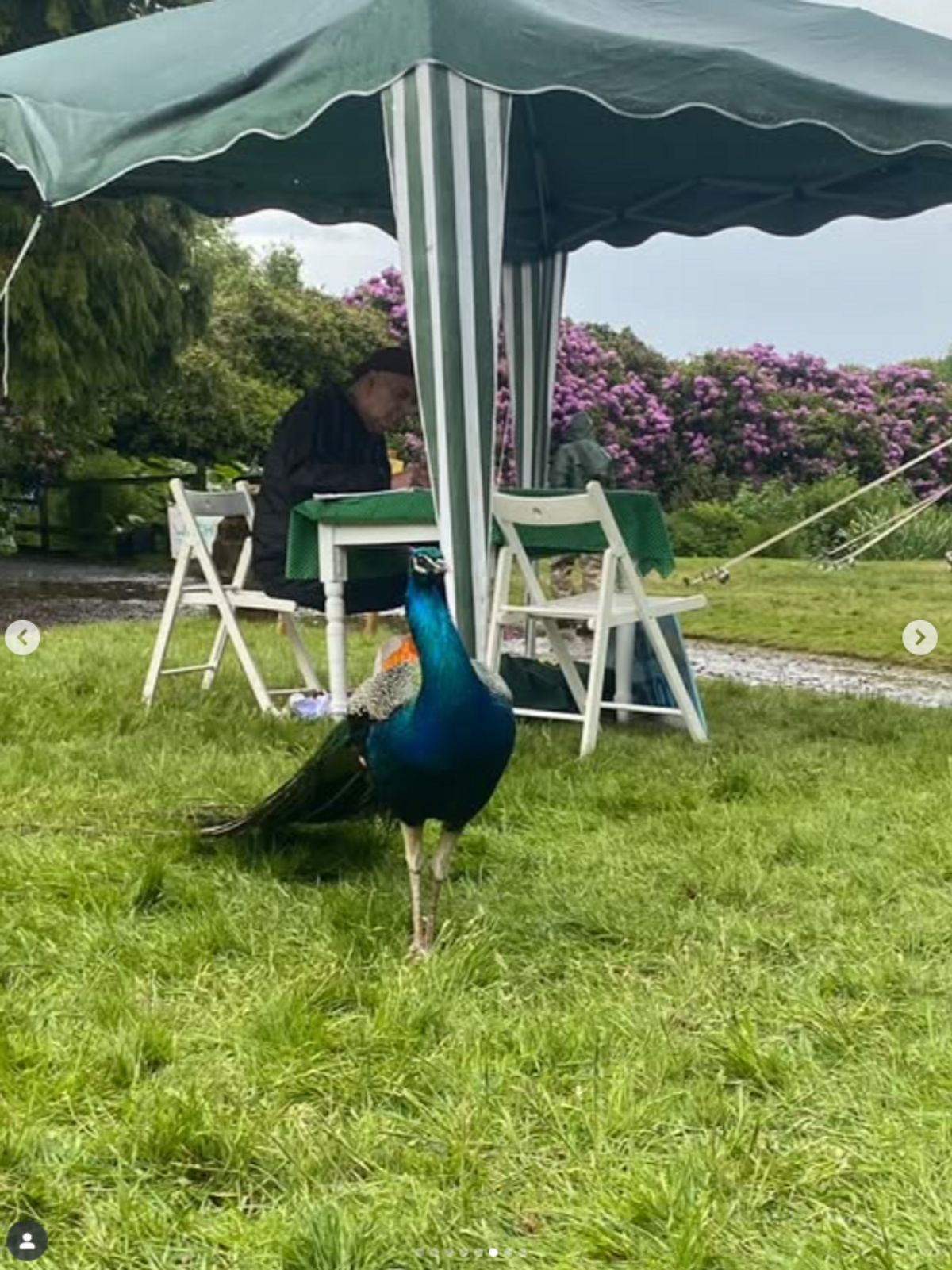 Wildhood 2025 — Professor Max - Buymeacoffee