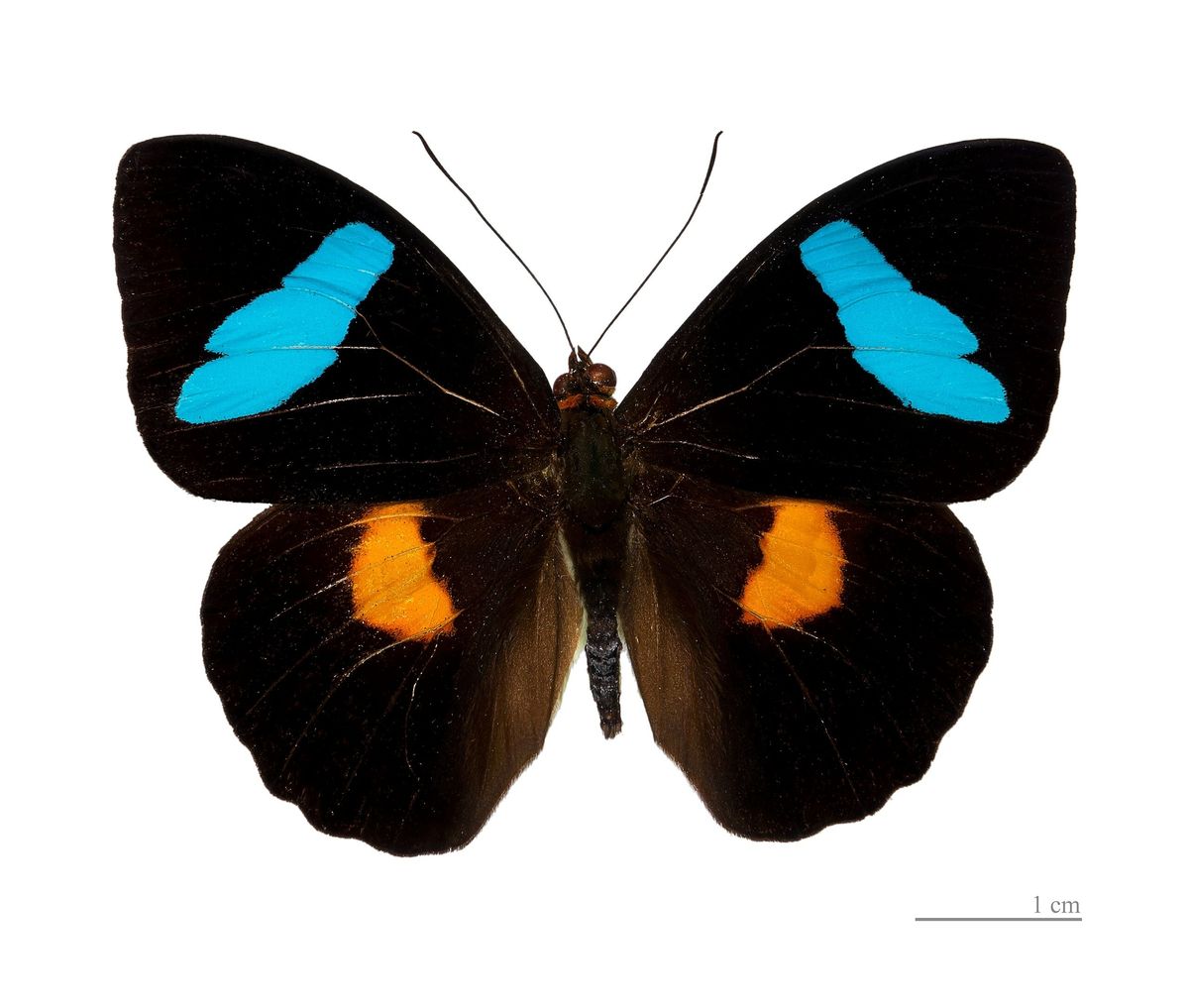 How do humans get this wide range of eye colours? — Eyes On Research ...