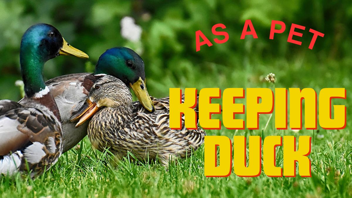 Keeping Duck as Pet: The Secret to Successfully Raising & Keeping Ducks ...