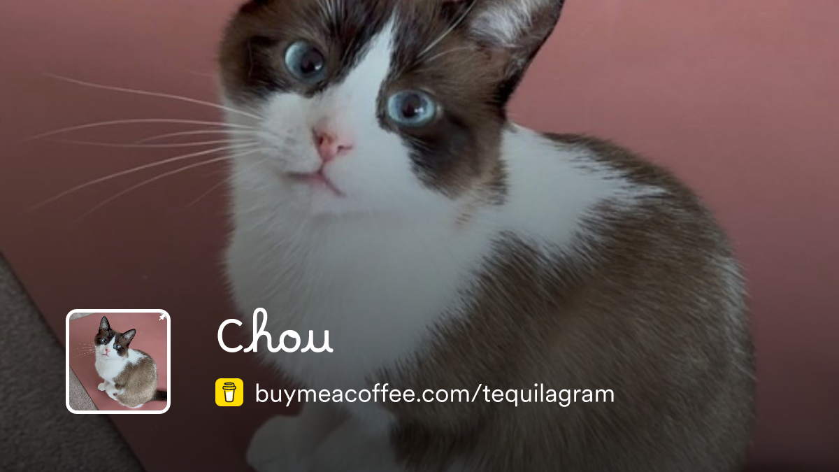 Chou is cat videos, cat photos, shareable joy - Buymeacoffee