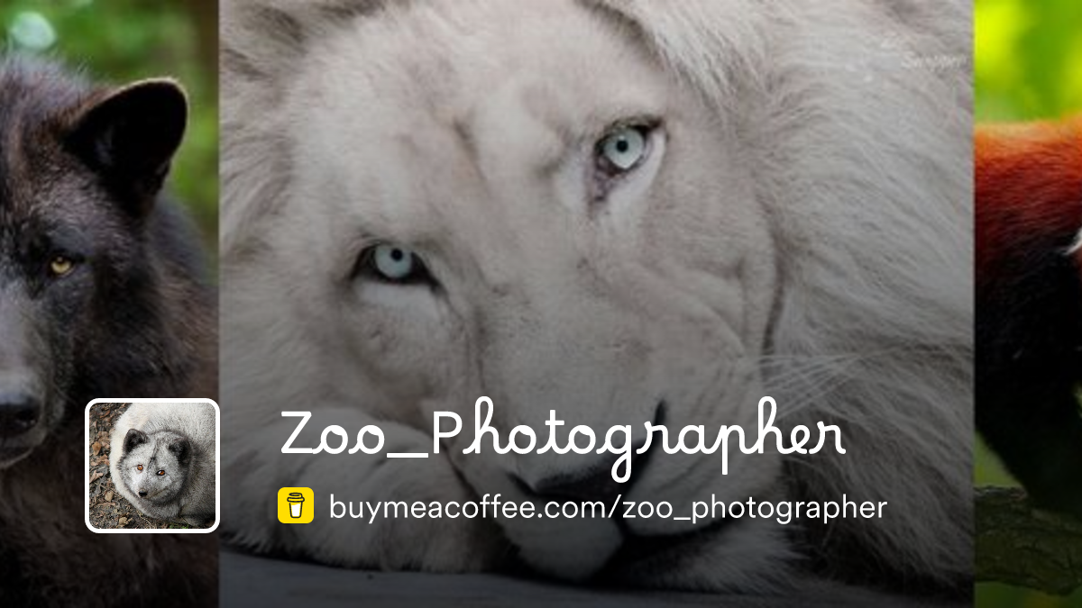 Zoo_Photographer is Photos of animals! ️ - Buymeacoffee