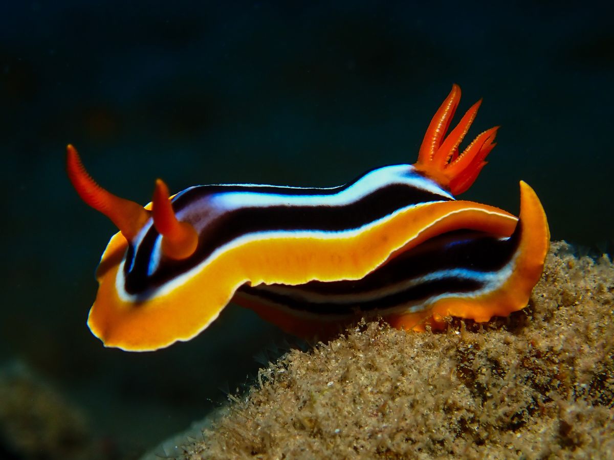 Chromodoris Quadricolor — Red Sea Creatures - Buymeacoffee