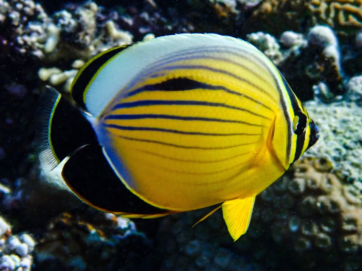 Exquisite Butterflyfish — Red Sea Creatures - Buymeacoffee