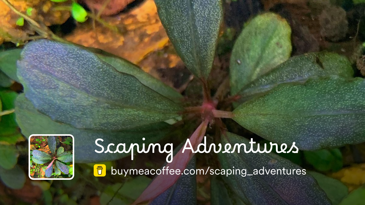 Scaping Adventures - Buymeacoffee