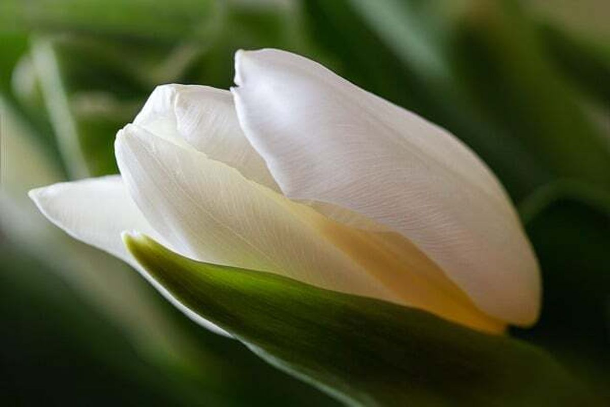 "𝑴𝒂𝒈𝒏𝒊𝒇𝒊𝒄𝒆𝒏𝒕 𝑭𝒆𝒂𝒔𝒕" — 𝑰𝒏𝒔𝒑𝒊𝒓𝒂𝒕𝒊𝒐𝒏 𝑷𝒐𝒊𝒏𝒕 - Buymeacoffee