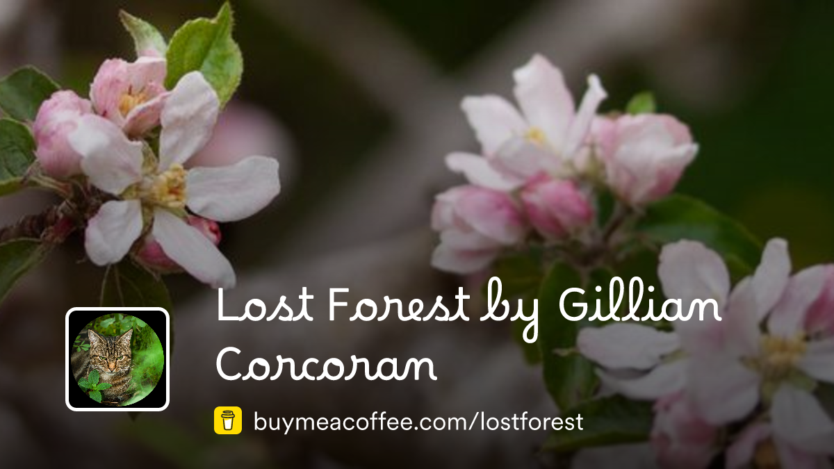 Lost Forest by Gillian Corcoran is YouTube video content - Buymeacoffee
