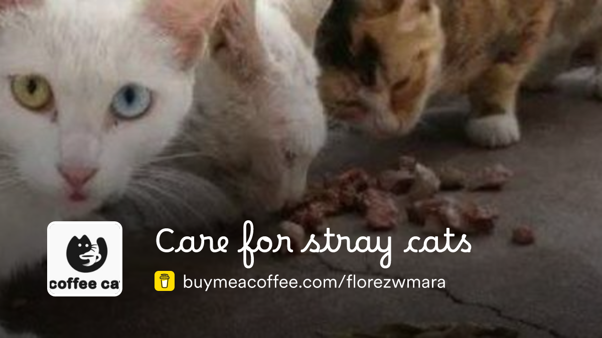 Care for stray cats - Buymeacoffee