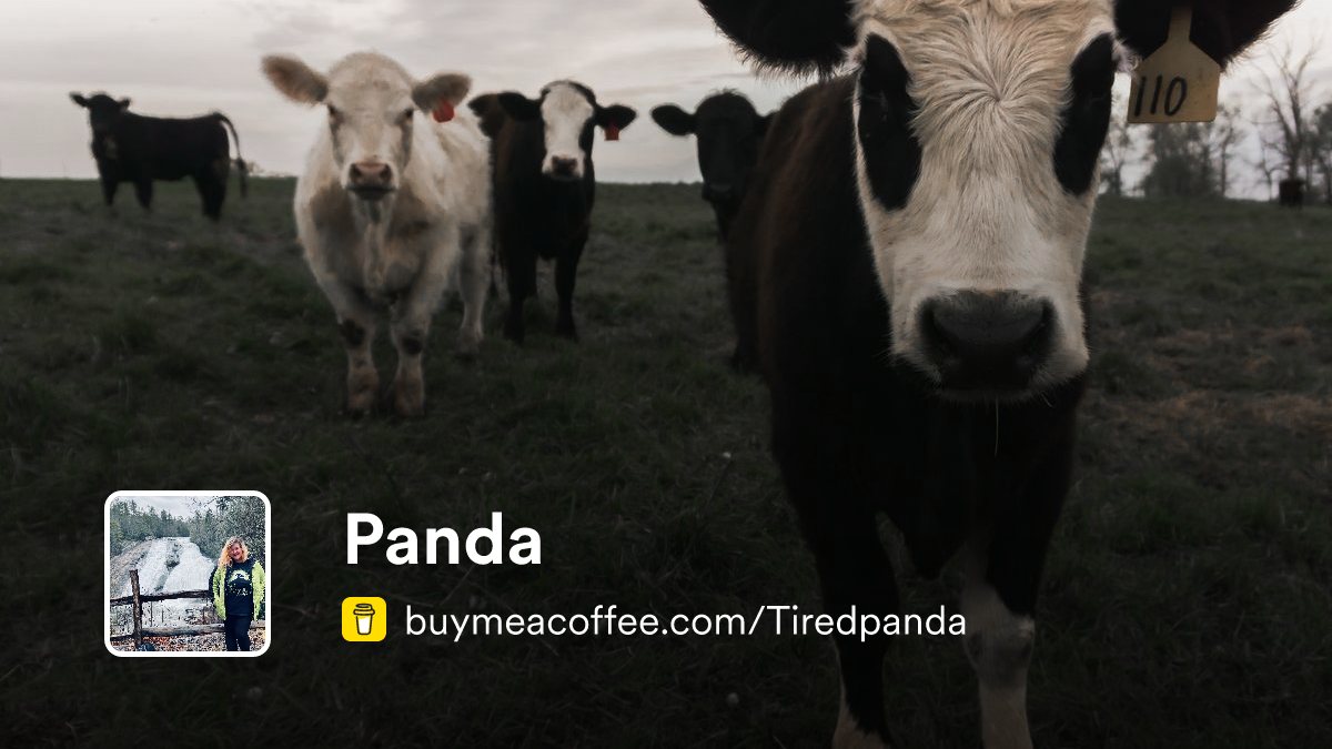 Panda is Photography - Buymeacoffee
