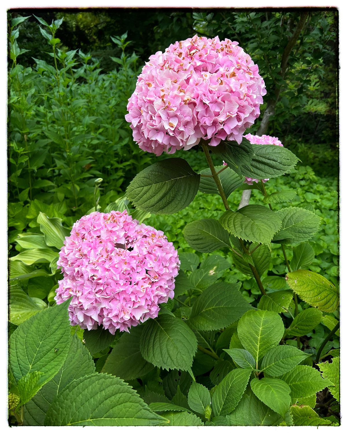 Trip to Linden Gardens in Kaledon, British Columbia — Susan & Faye (the ...