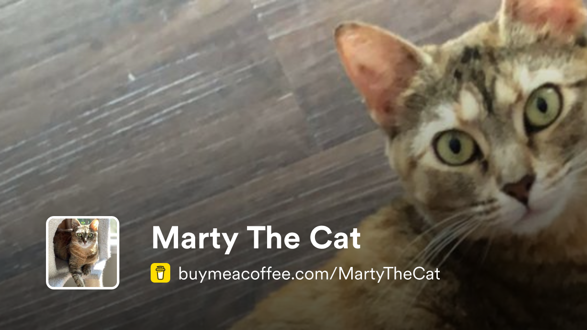 Marty The Cat is Helping Marty to live her best life and Share with ...