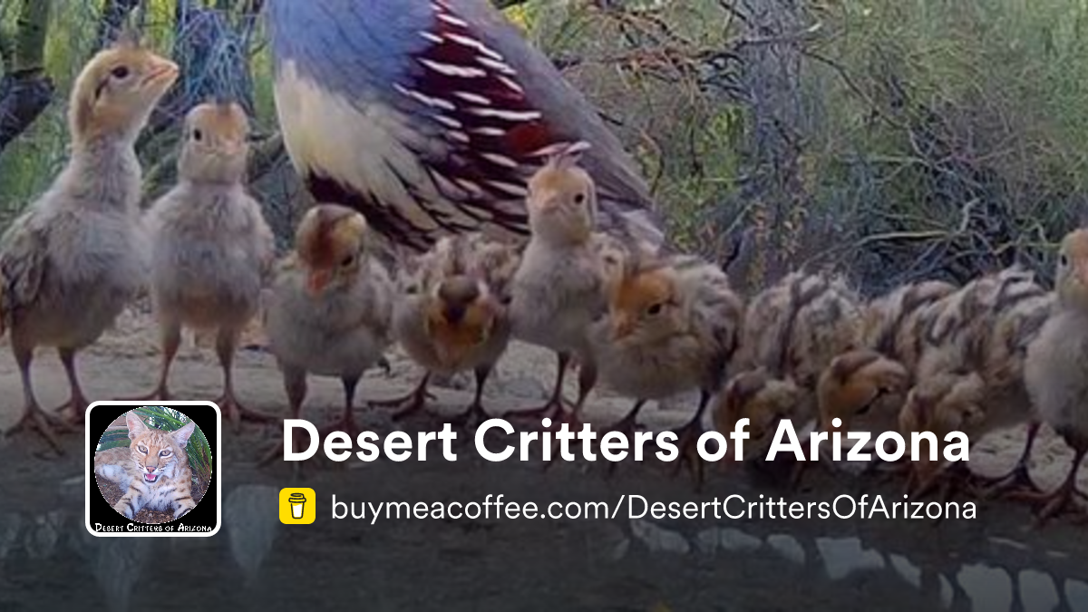 Desert Critters of Arizona is Videos of wildlife in the Catalina ...