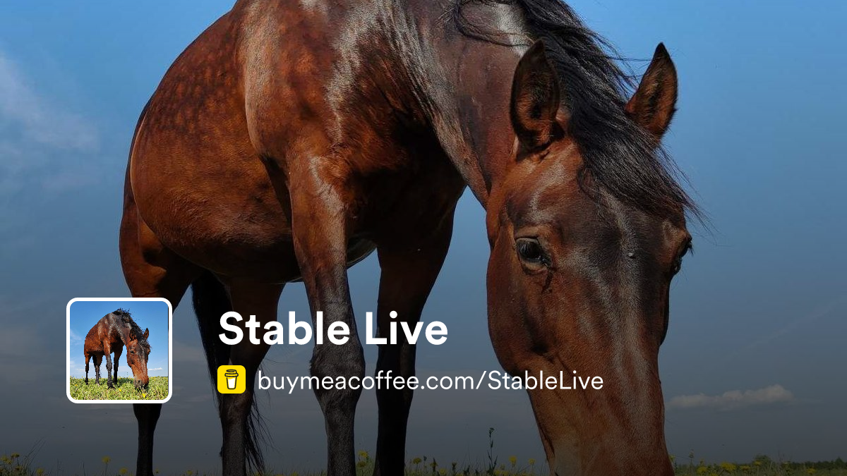 Stable Live is Photos of horses - Buymeacoffee