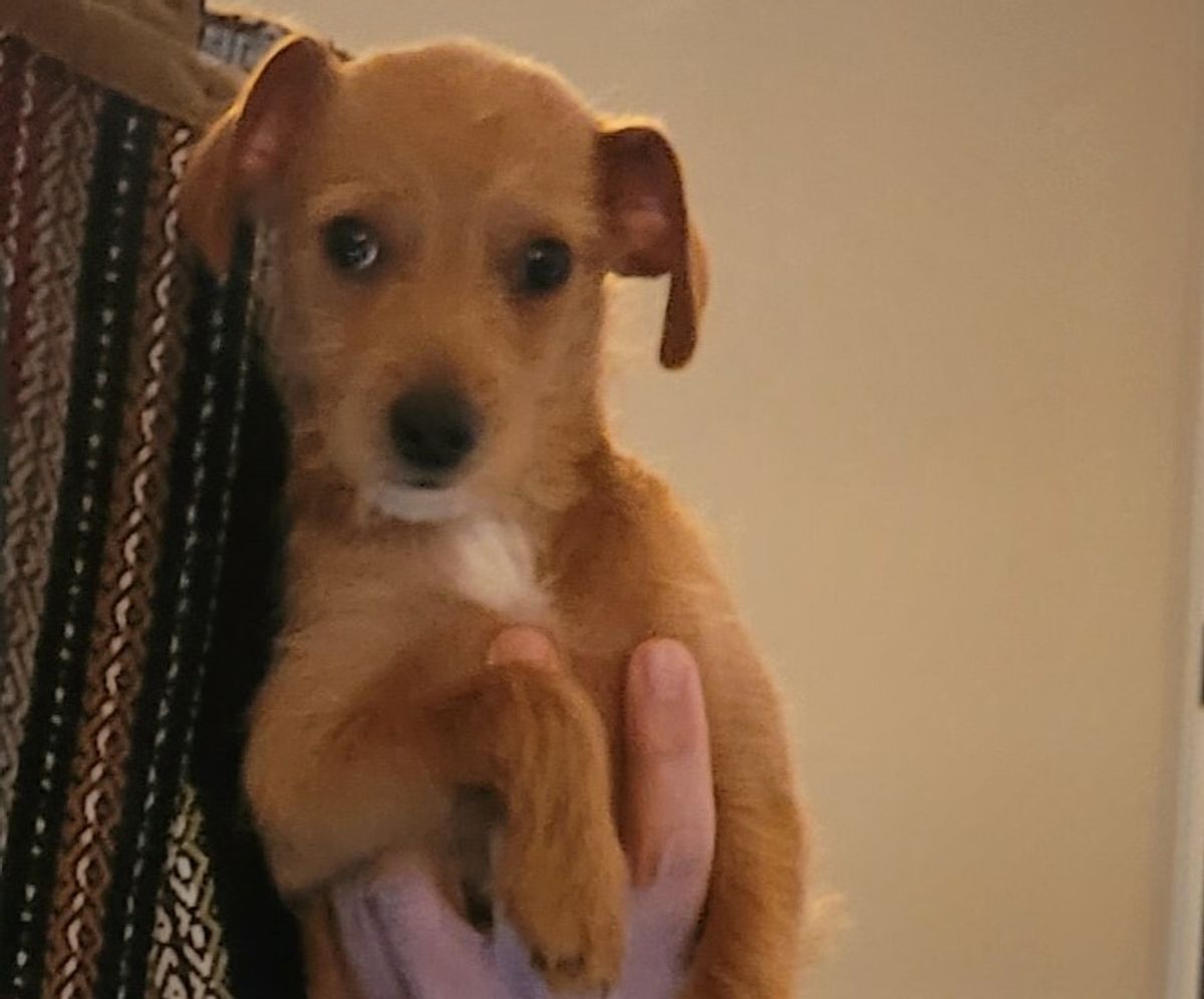 Meet Bingo! — Chris Boosalis - Buymeacoffee