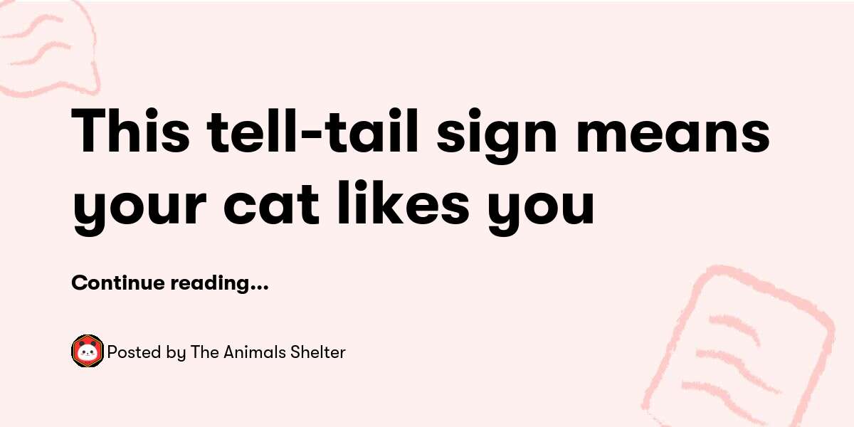 This tell-tail sign means your cat likes you — The Animals Shelter ...