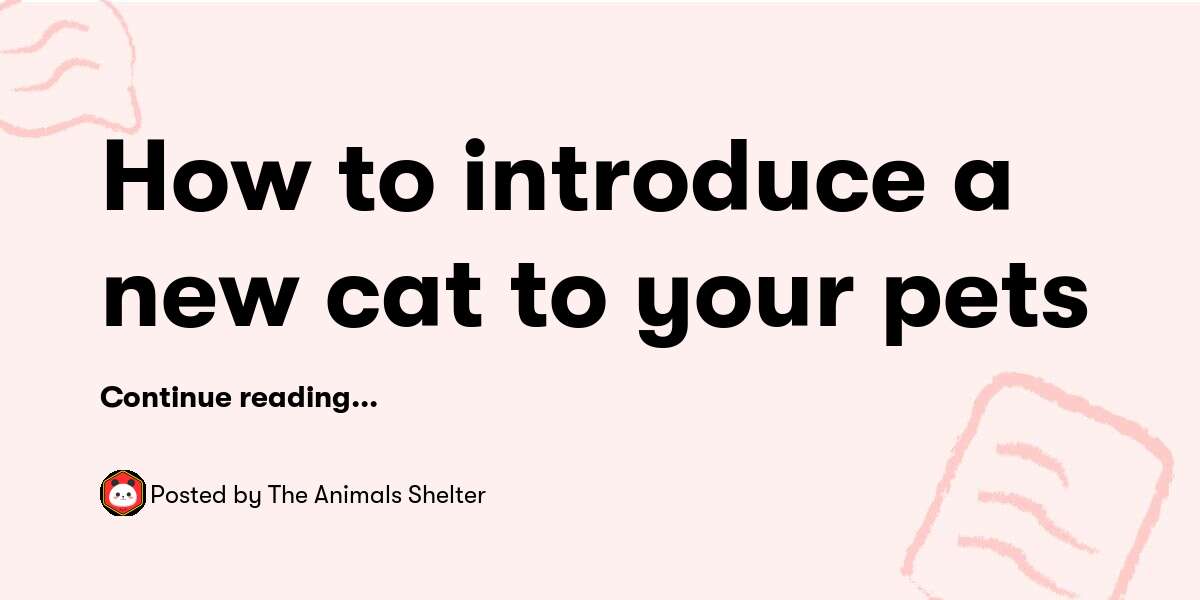 How to introduce a new cat to your pets — The Animals Shelter ...