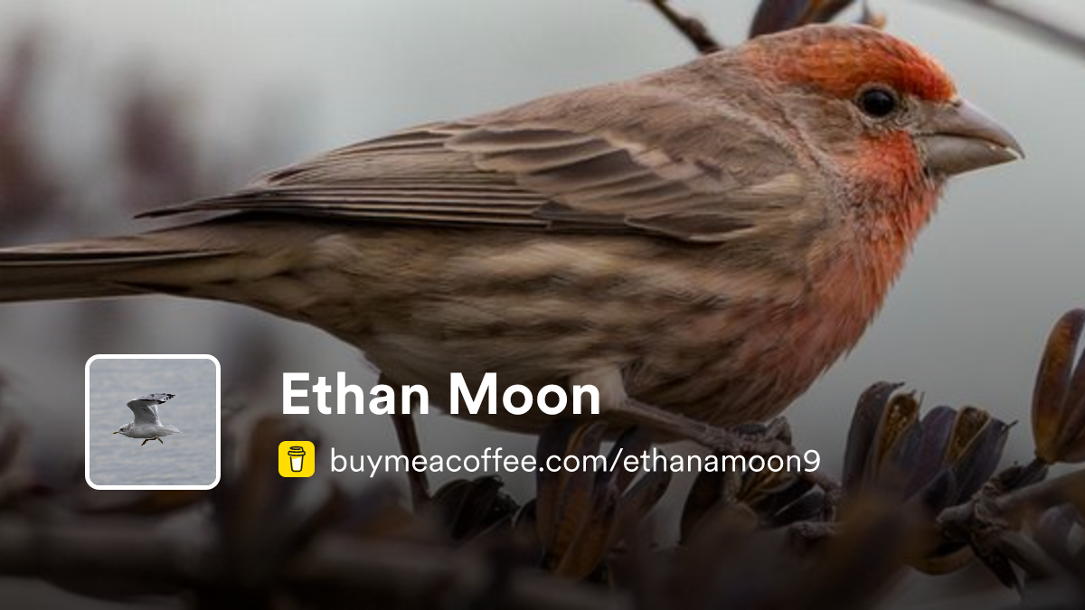 Ethan Moon - Buymeacoffee