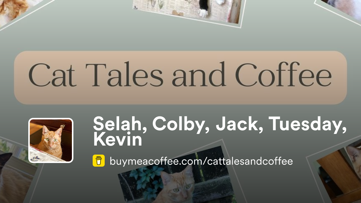 Selah, Colby, Jack, Tuesday, Kevin is Creating digital cat therapy to ...
