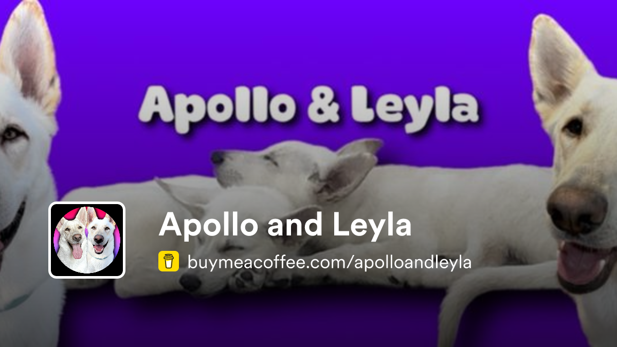 Apollo and Leyla is Creating content with my two white German Shepherds Apollo and Leyla ...
