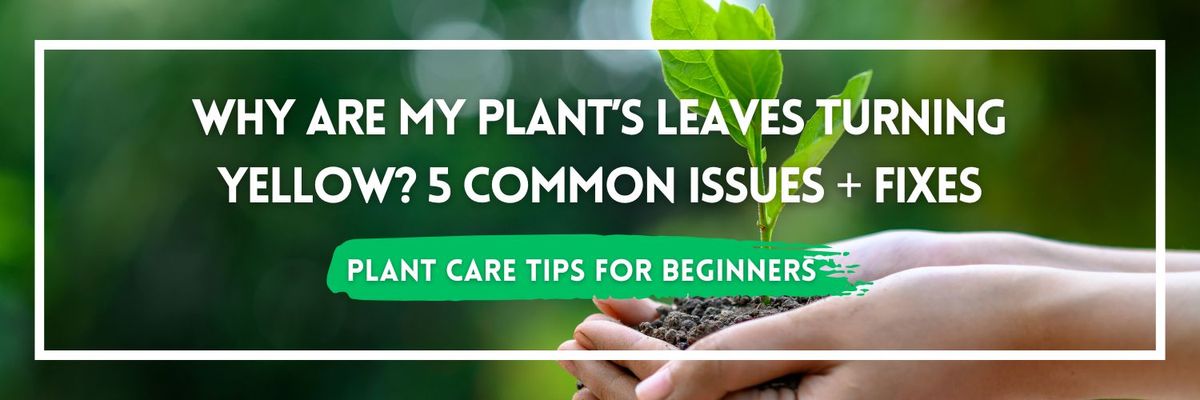 Why Are My Plant's Leaves Turning Yellow? 5 Common Issues + Fixes ...