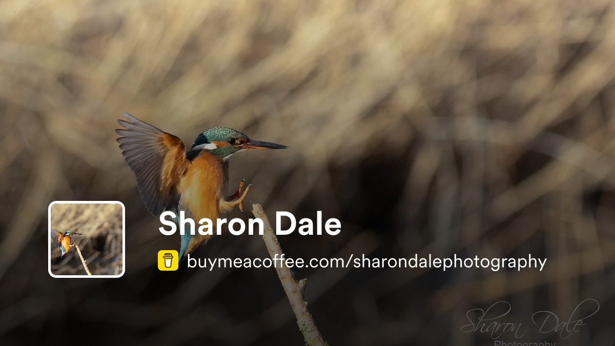 Sharon Dale - Buymeacoffee