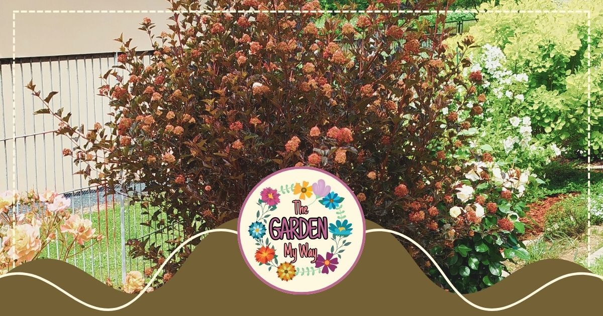 Aesthetic pruning of ninebark – maintain shape, create new shrubs — The ...