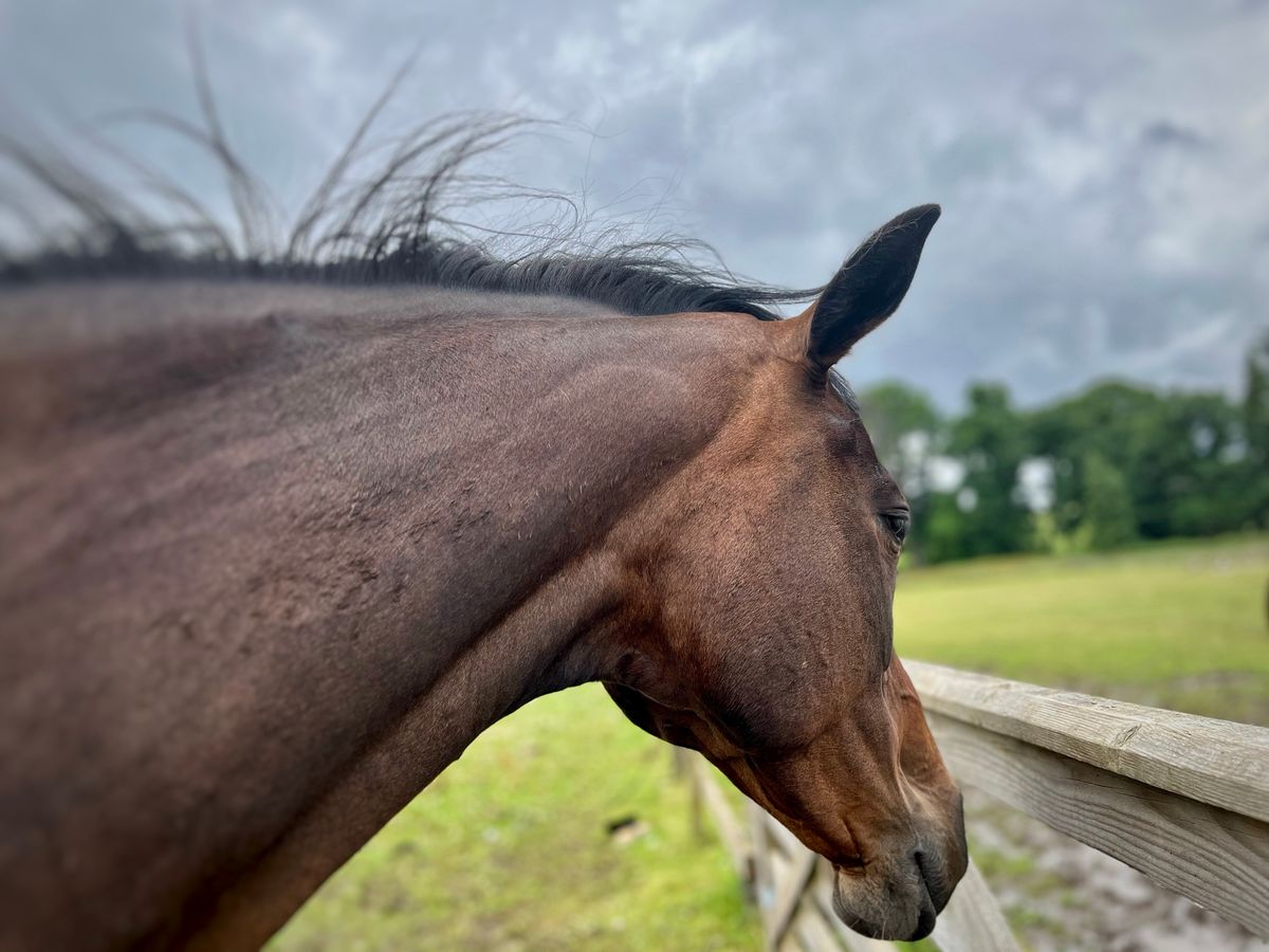 Florence and The Magic. — Tania Kindersley - Buymeacoffee